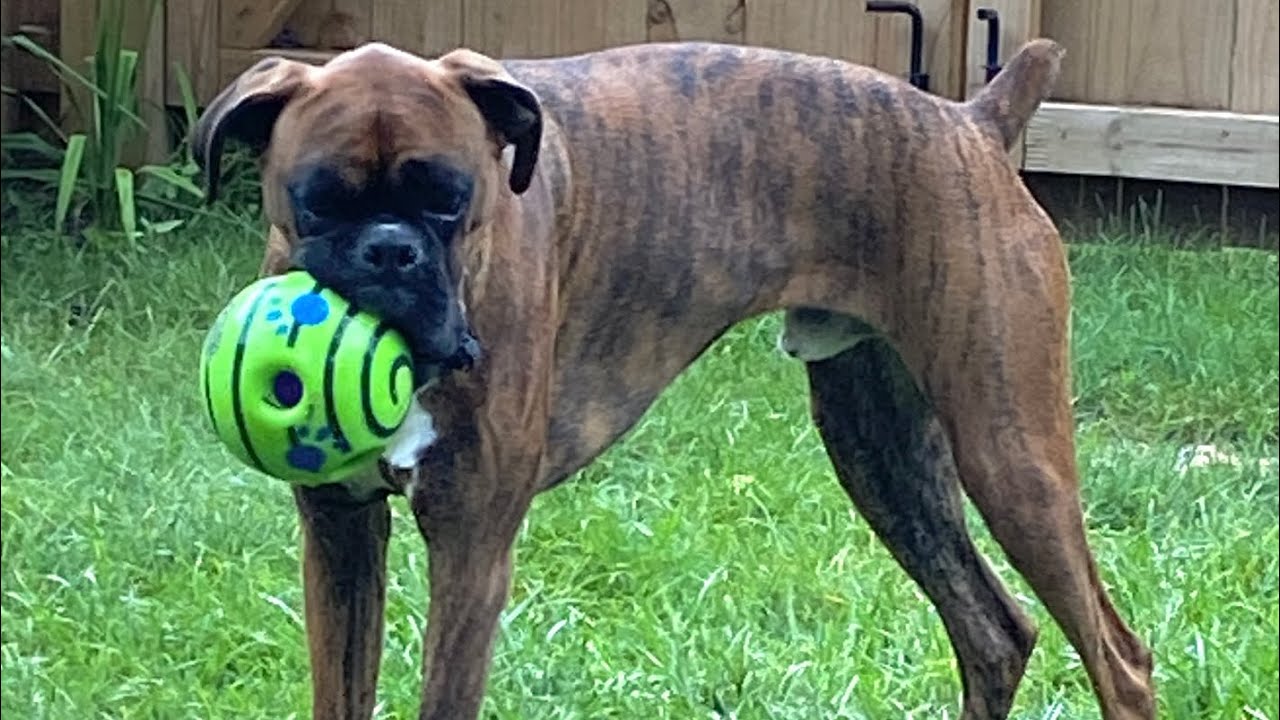 New Obsession (his pee break at the end 🤣) #boxer #dog #boxerdog # ...