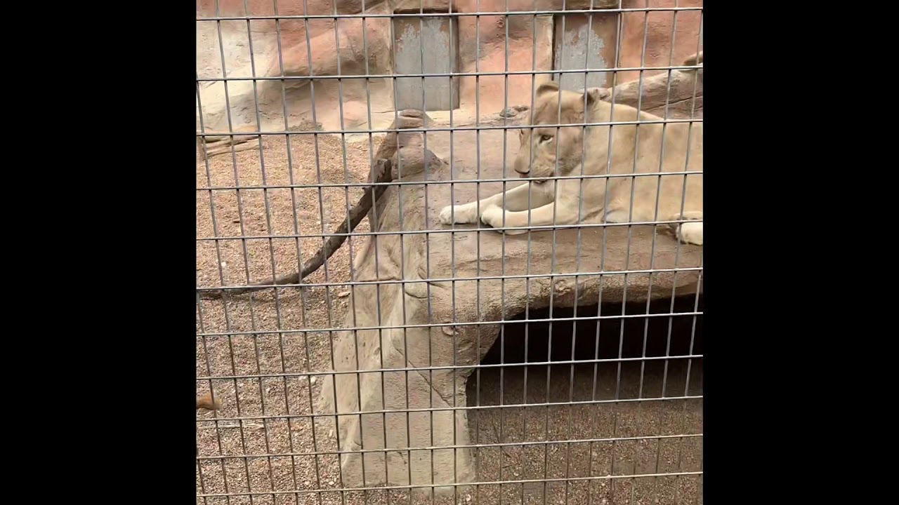 Snake Farm and Zoo of New Braunfels - YouTube