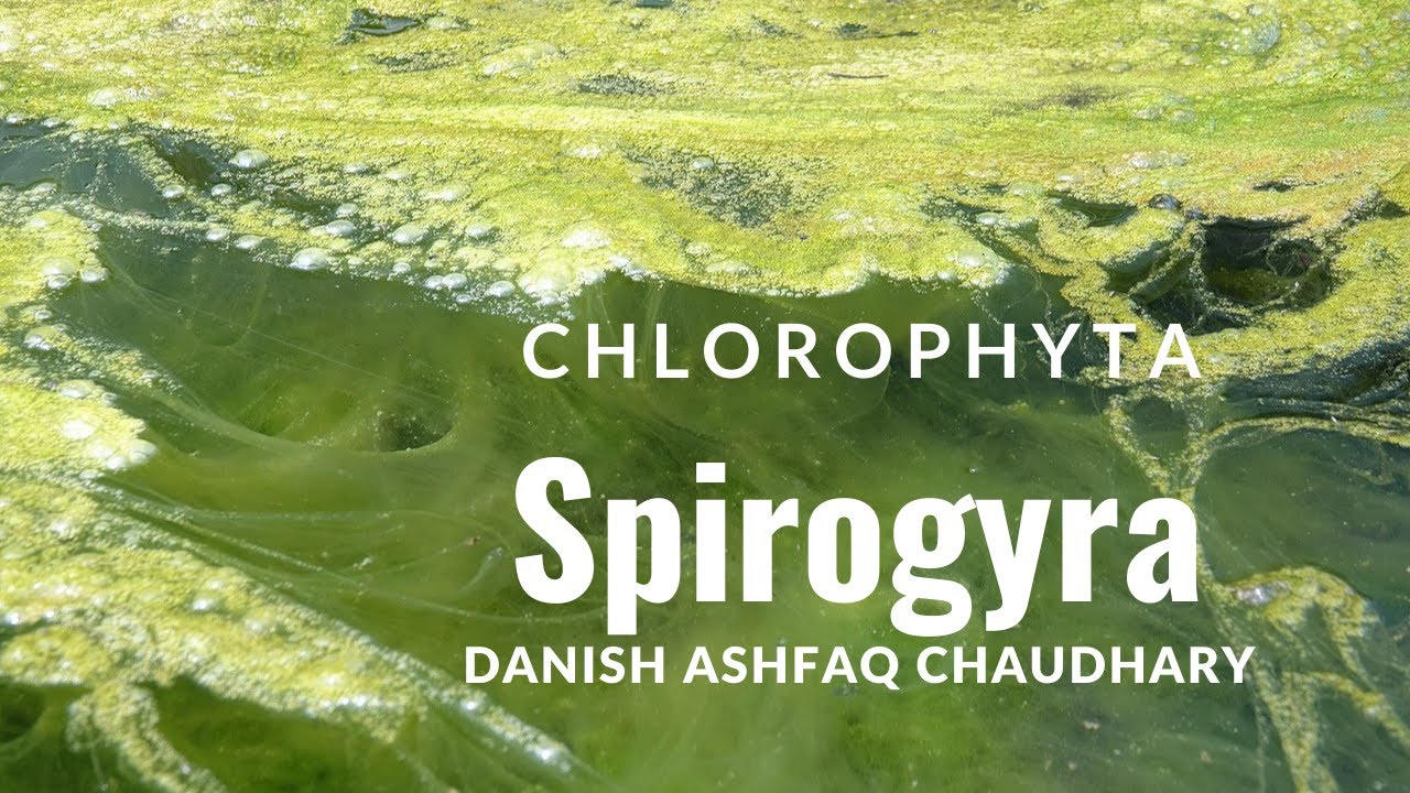 Chlorophyta Green Algae Spirogyra