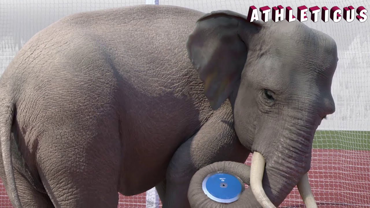 The flying turtle 🐢 Athleticus | Sport animals | Cartoon in English ...