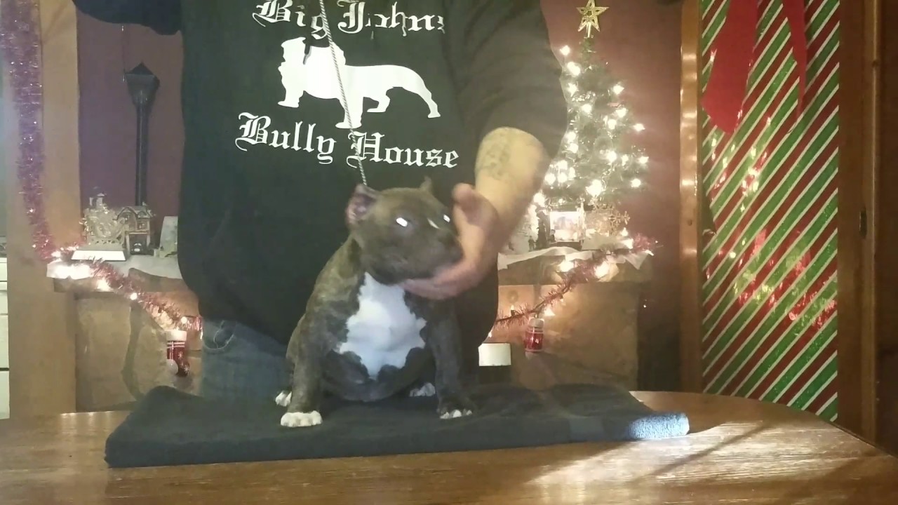 Big Johns Bully House - YouTube