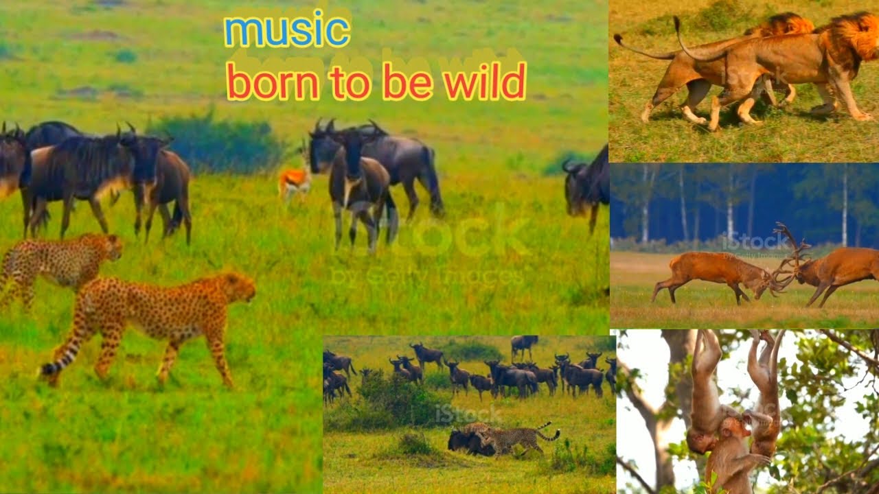 Born to Be Wild – jungle wildlife official music - YouTube