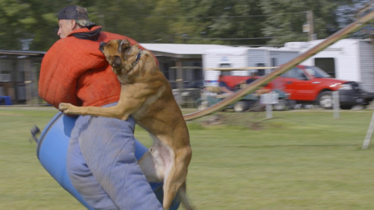 ATTACKED BY A POLICE DOG!! - YouTube