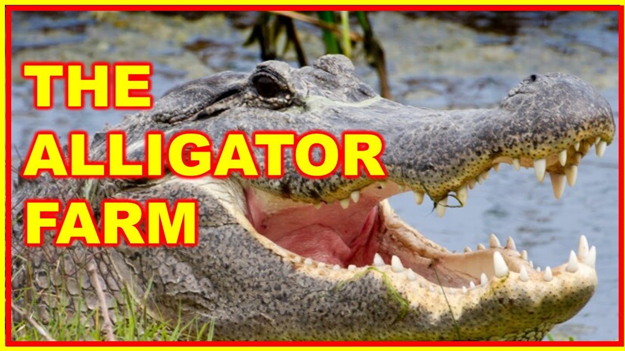 The Alligator Farm An Almost True Story - YouTube