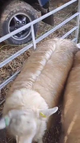 Shearwell panel reader, Shearweigh, X6 and Shearweigh app - YouTube