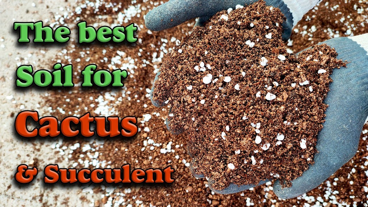 Cactus & Succulent soil mix | How to make the best Cactus & Succulent ...