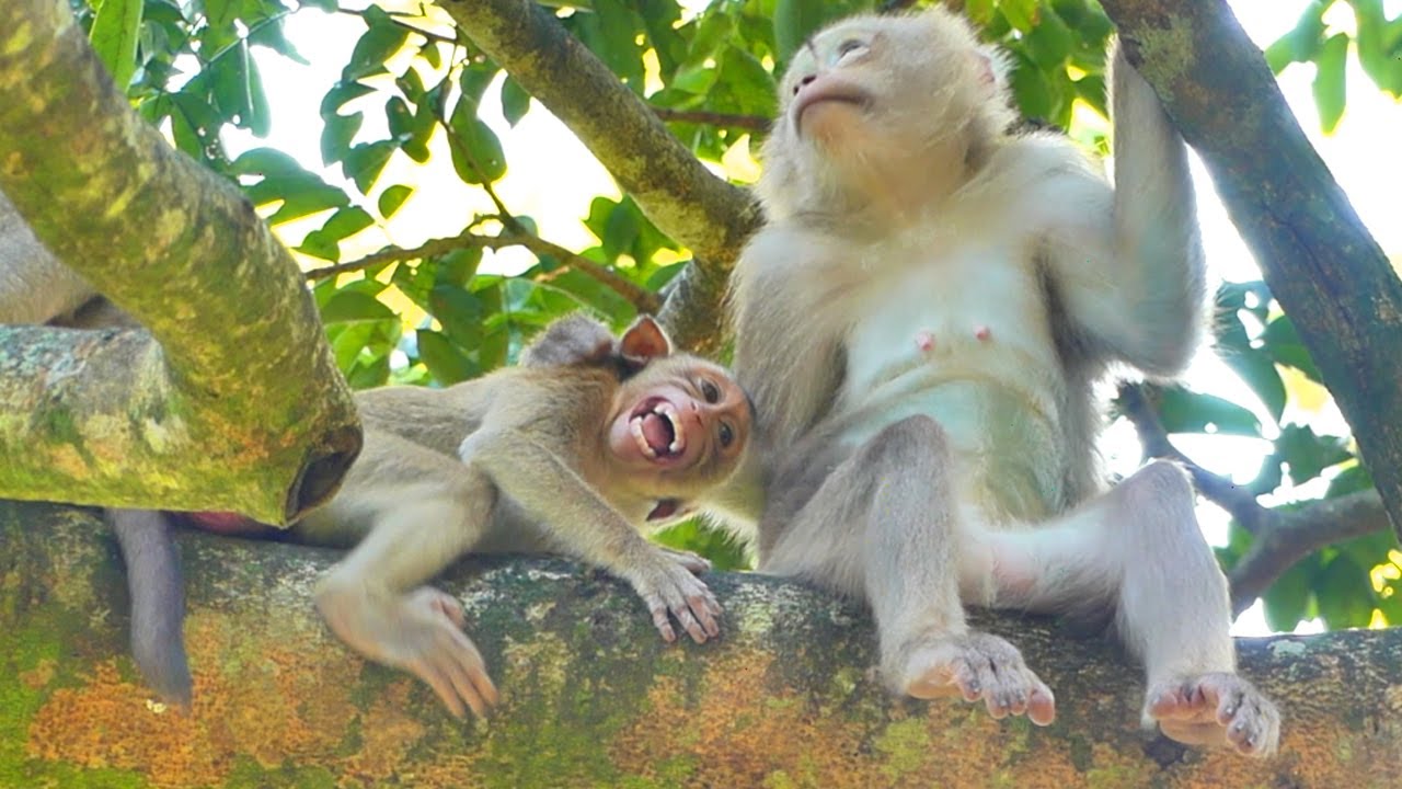 Sad story !Big baby monkey MARIO tries to ask milk from mom -but mom is ...