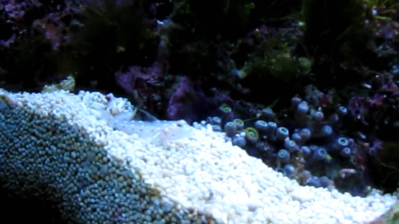 Tangaroa Goby and Pistol Shrimp - YouTube