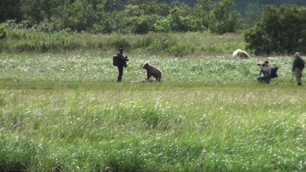 Grizzly Bear sniffs photographers wet pants. - YouTube