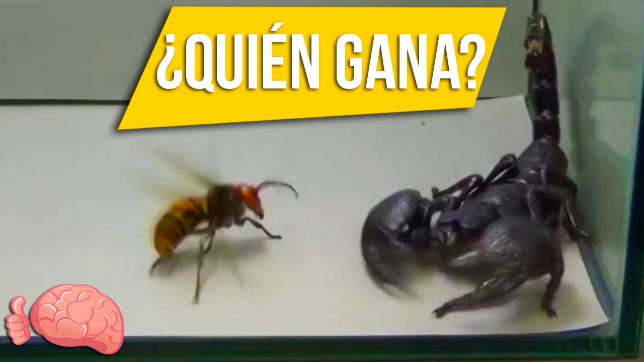 5 Batallas De INSECTOS Captadas En Video - YouTube
