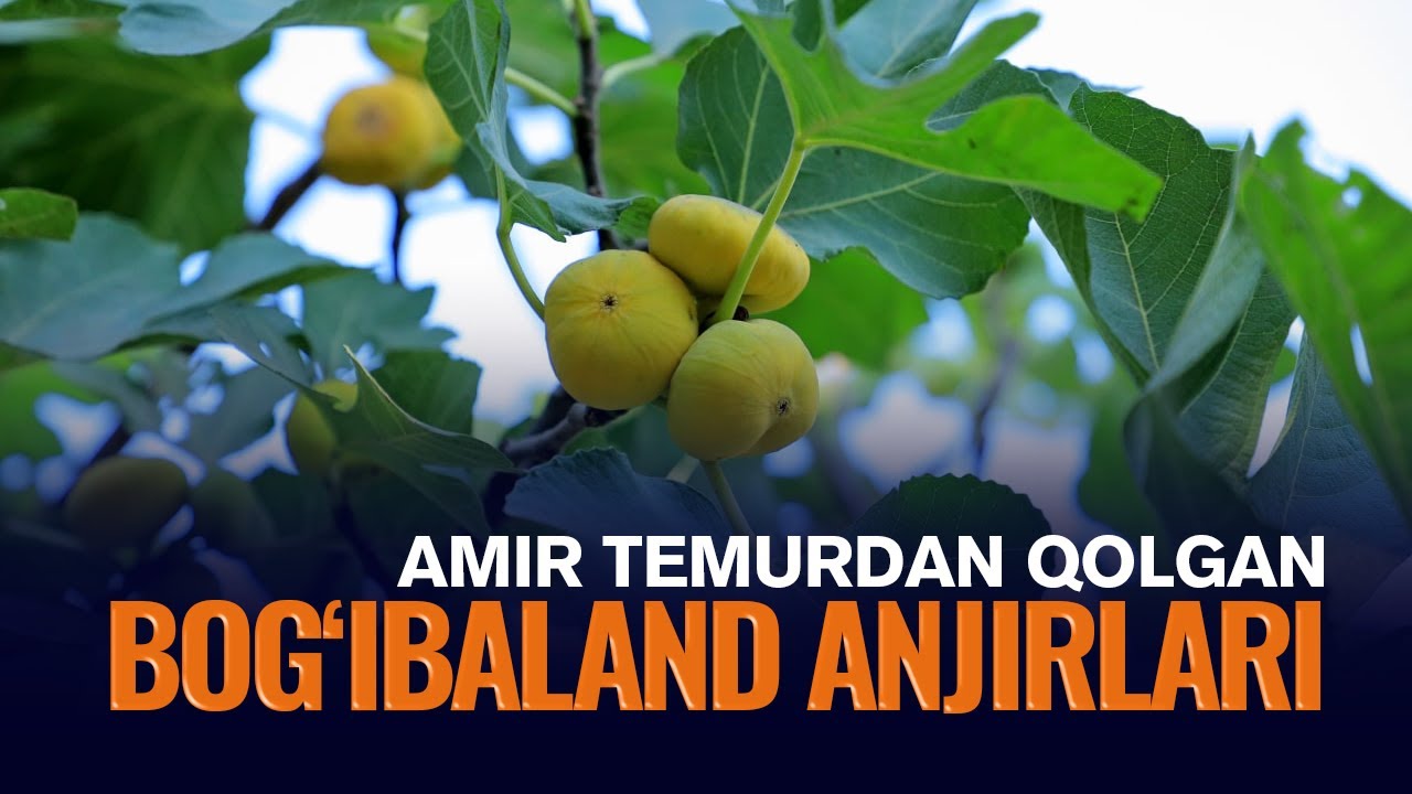 Samarqandning asriy anjirzorlariga suv va toza havo kerak - YouTube