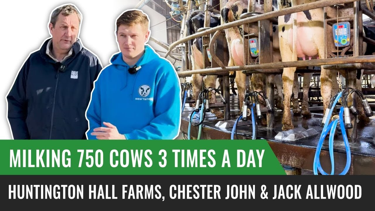 Milking 750 Cows 3 Times A Day | Huntington Hall Farms, Chester John ...