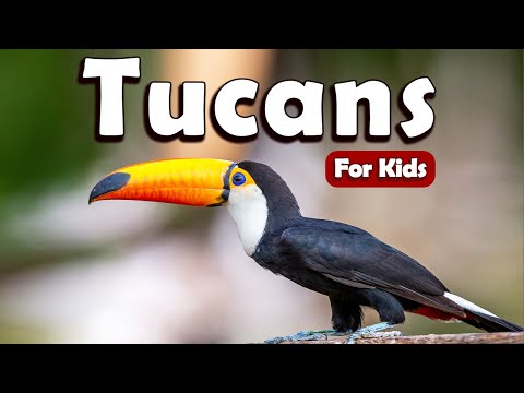 Toucans Bird for Kids | Learn About Birds for Kids | Learn about Toucan for Kids