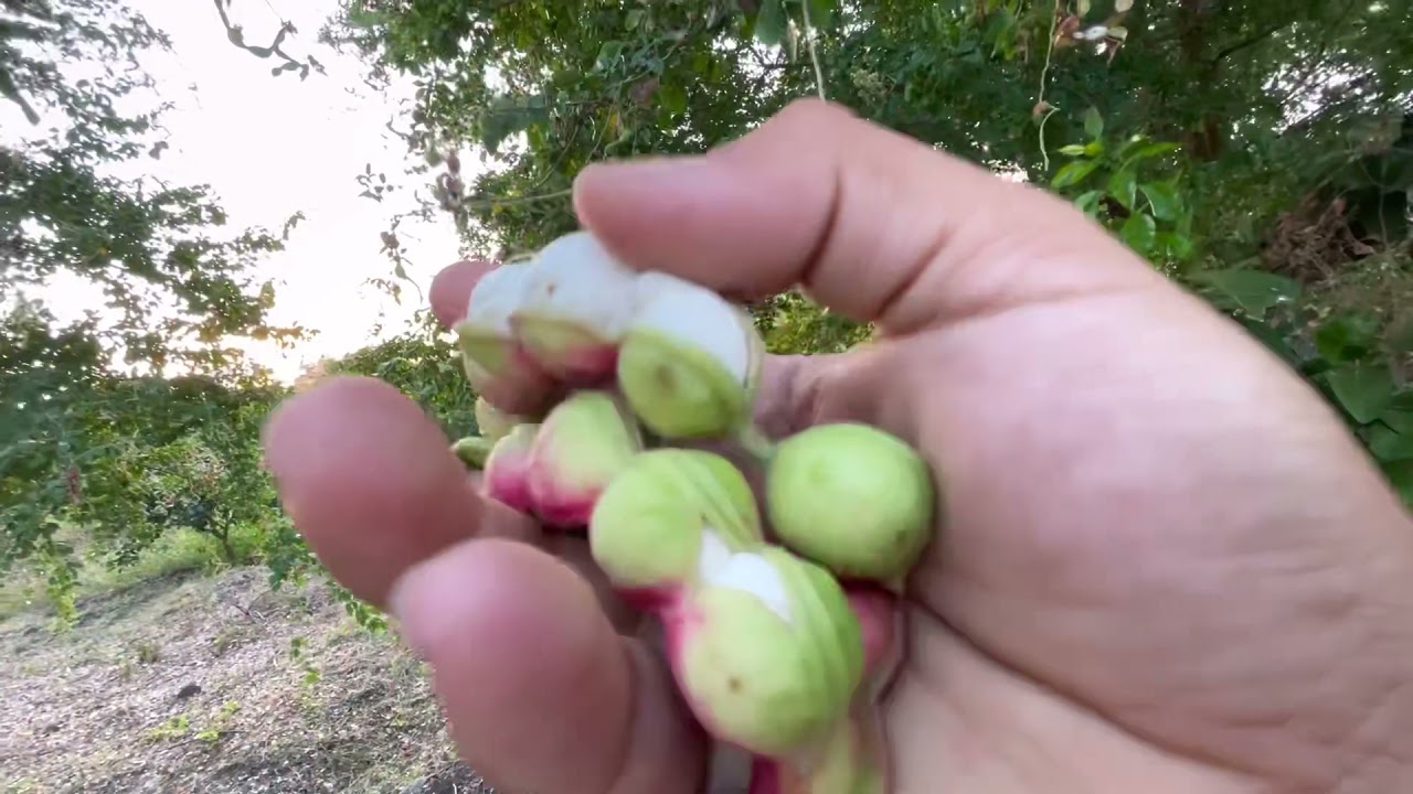 Pinzanes o Guamúchil - YouTube