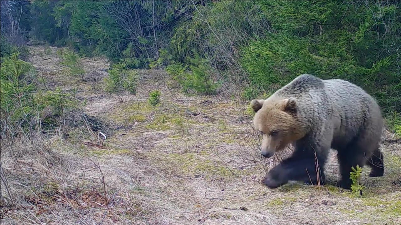 Pruunkaru (Ursus arctos) - YouTube