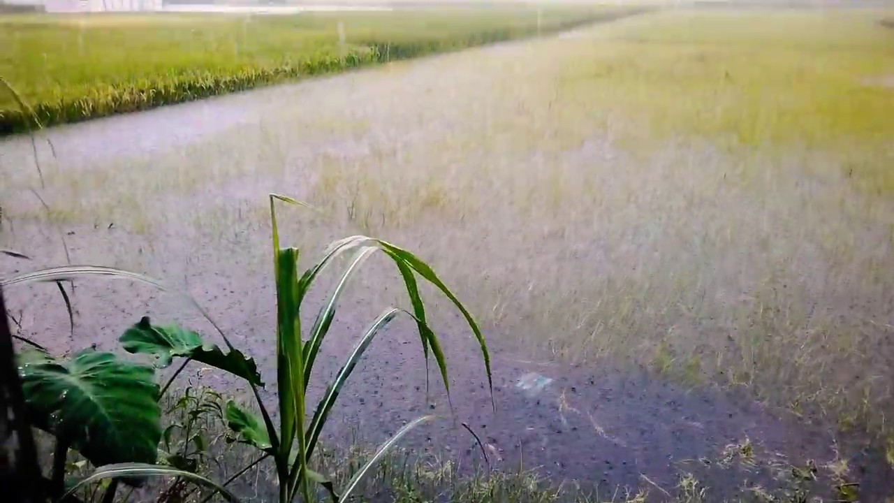 Paddy field Rainfall video - YouTube