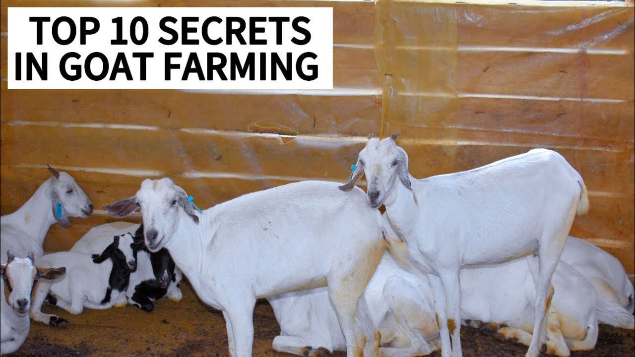 TOP SECRETS IN GOAT FARMING THAT YOU NEED TO SUCCEED - YouTube
