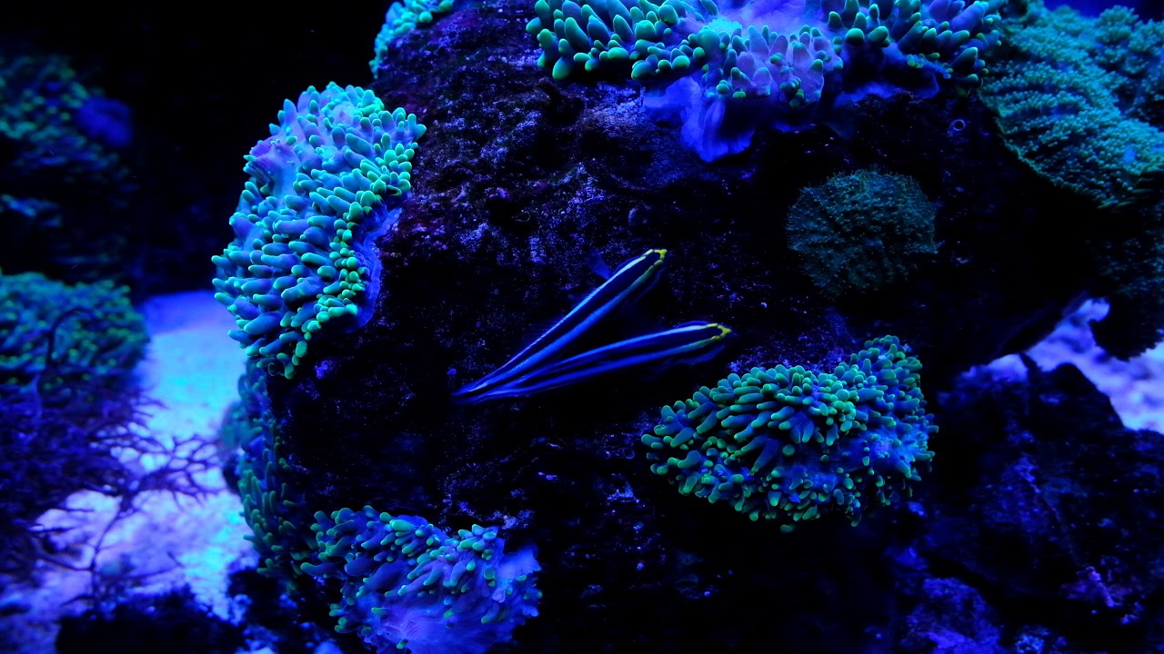 Shark Nose Goby Pair Burrow - YouTube