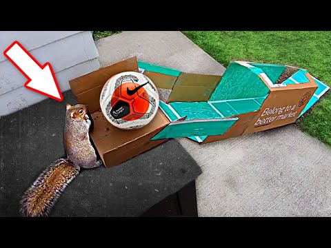 Squirrel Scores a Trick Shot