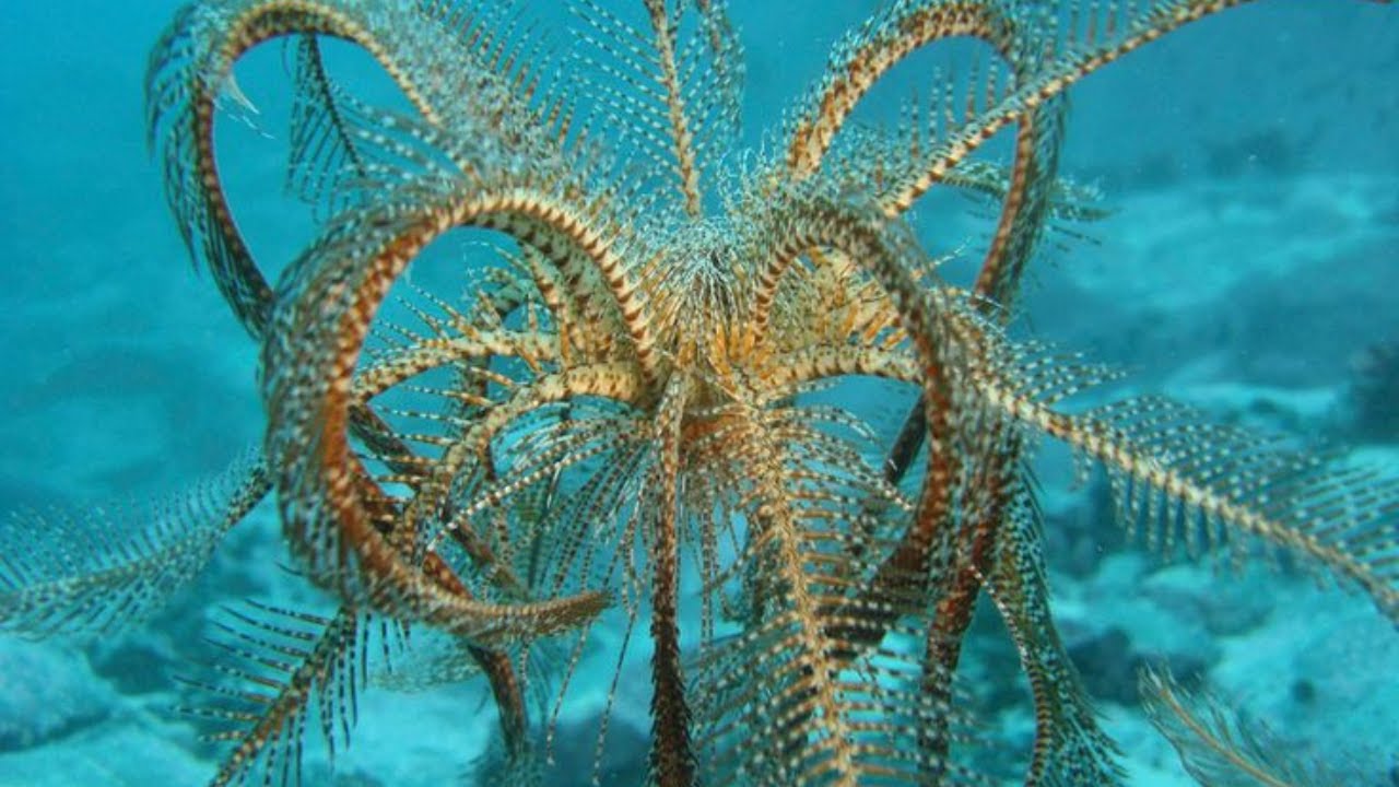 you won't believe it|Feather Star Fish Amazing Information | - YouTube