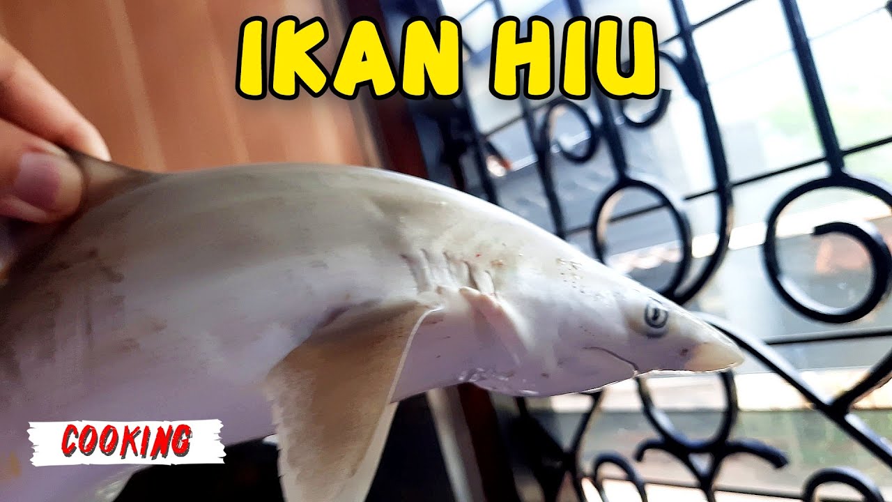 Ikan Hiu Dagingnya Lembut DImasak Nanas dan Jahe - YouTube