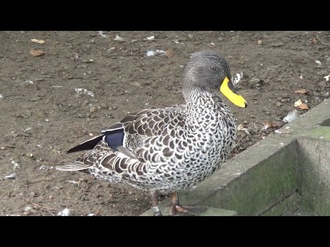 Yellow-billed Duck