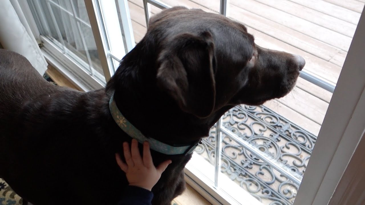 Roxy the Chocolate Lab vs The Neighbor's Dog - YouTube