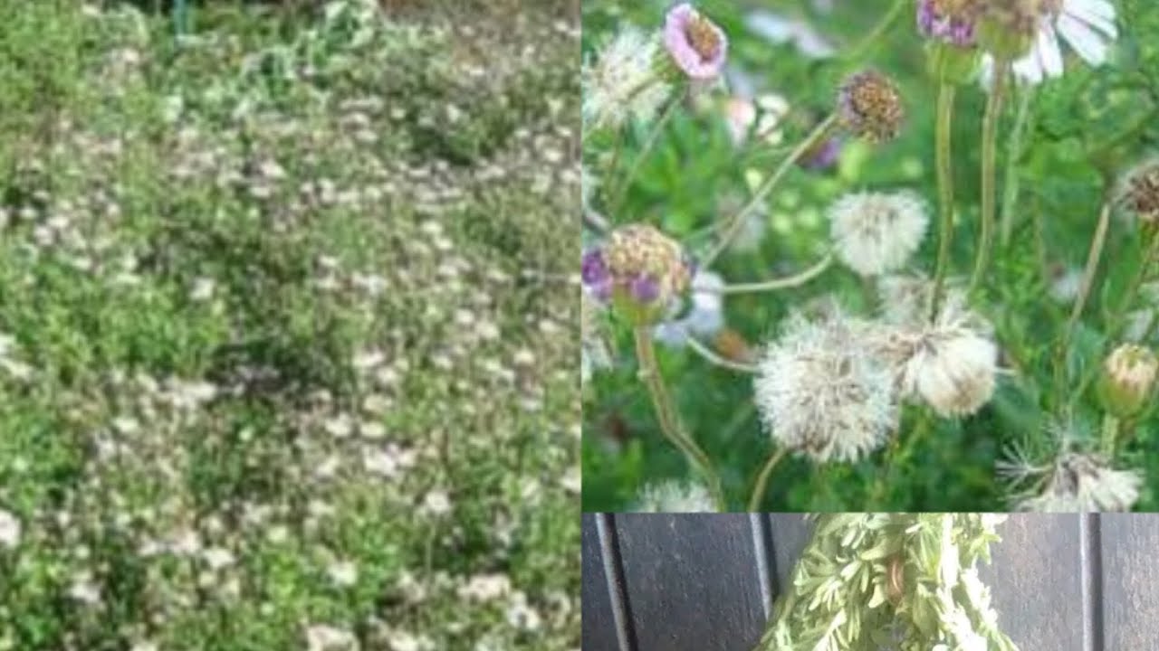 Ufoshela umuthi wesintu | thola ulwazi ngalomuthi uzilaphe - YouTube