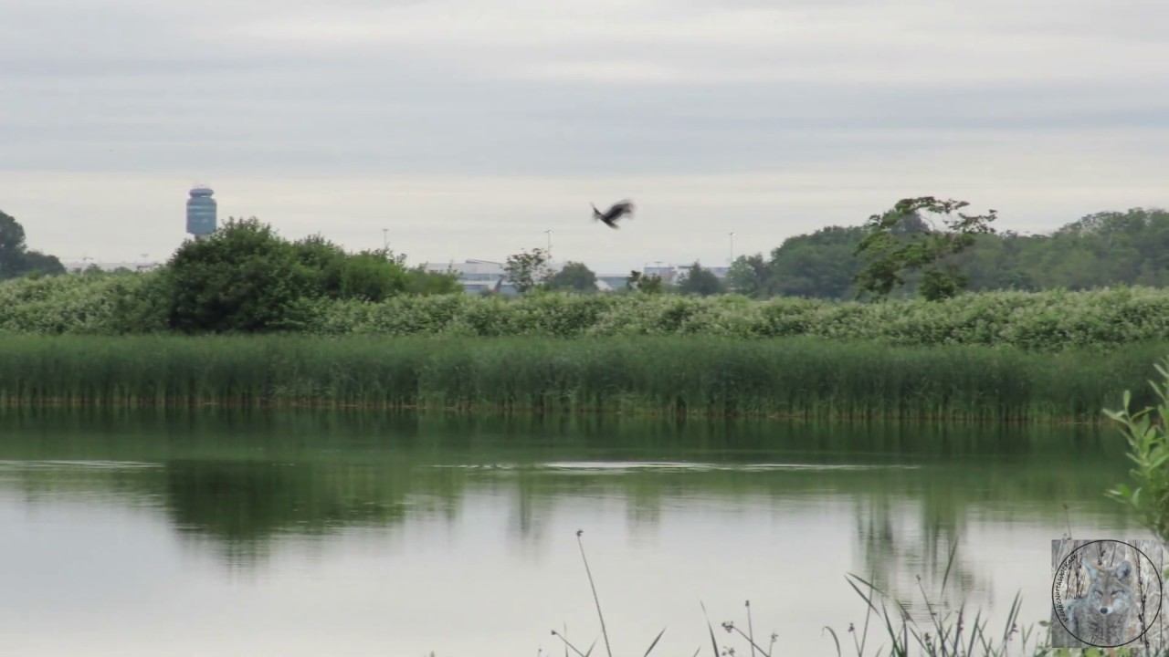 Bald eagle hunting small ducks in the pond - YouTube