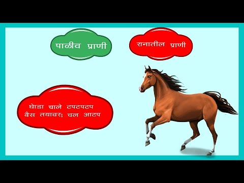 pet animals in marathi| पाळीव प्राणी|Wild animals in marathi | जंगली ...