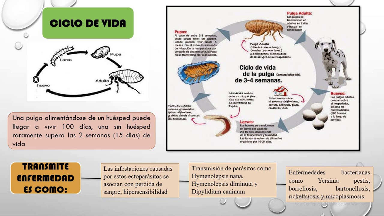 Vector Biológico Pulga - Parasitologia UCE - YouTube