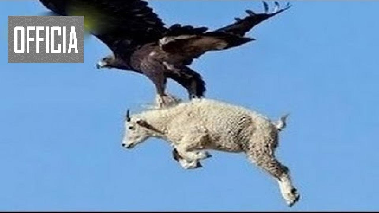 Aguilas cazando su presa , lo mas increibles ataques de animales ...