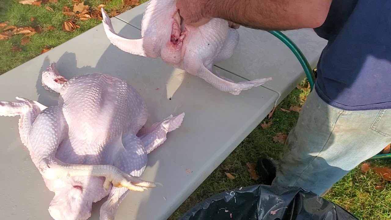 Turkey Butchering Day. Last 6 Turkeys for the year! - YouTube