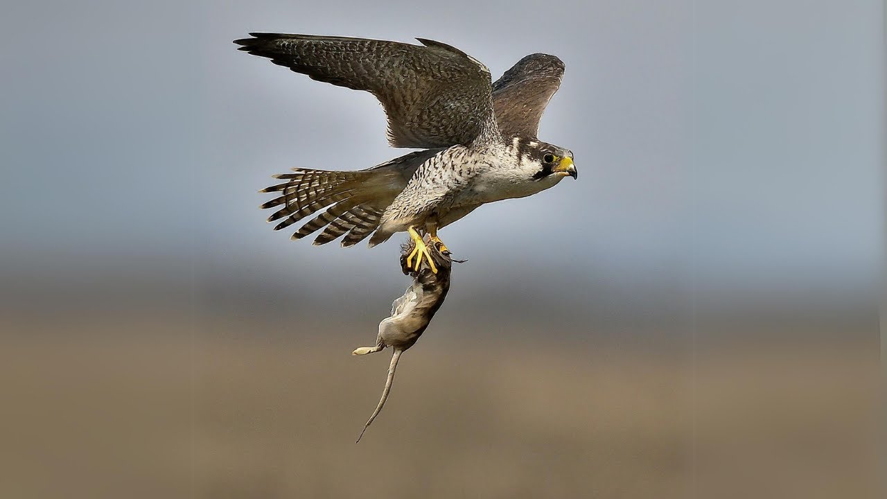 Meet the World's Most Dangerous Birds! 🦅 #eagles #Hawks #Falcons - YouTube