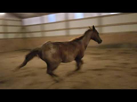 Bucking, Playing, and Farting