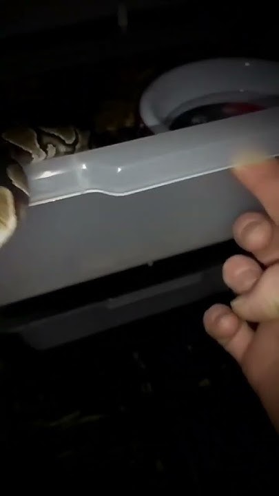 Would you be scared 😟 ball python almost bites me #ballpython # ...