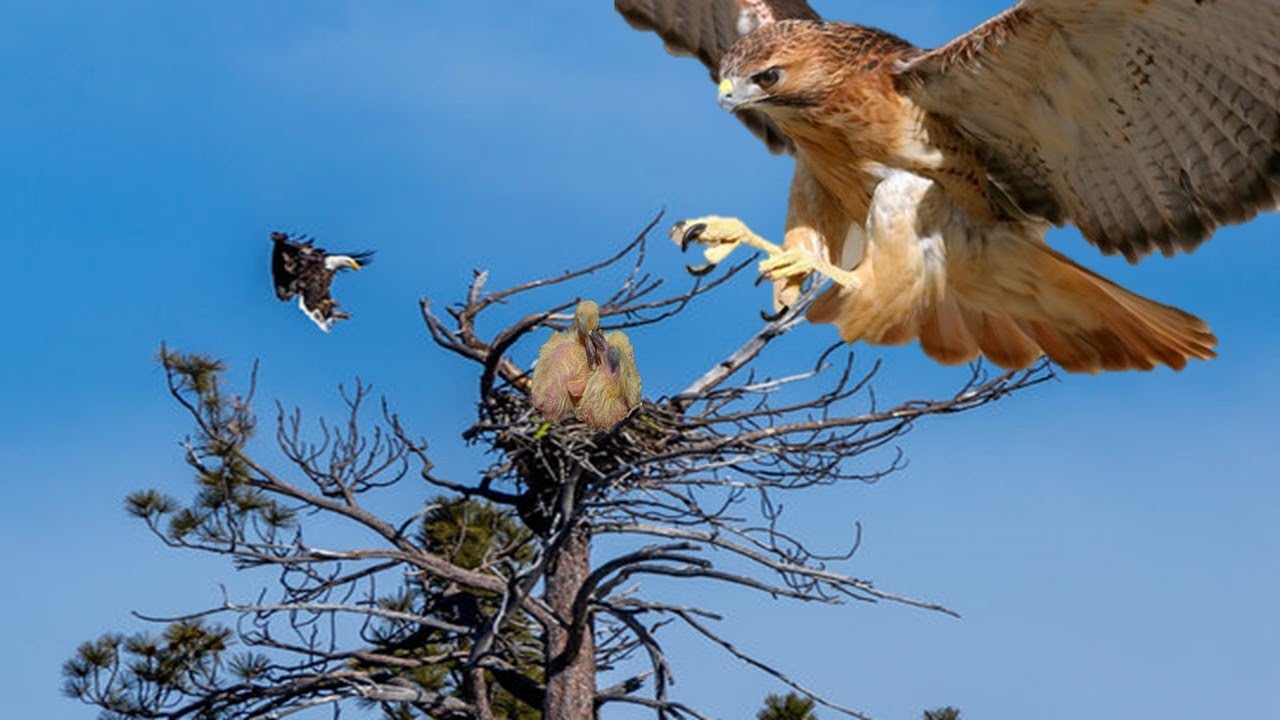 WILD ANIMALS HOW THEY HUNT - YouTube