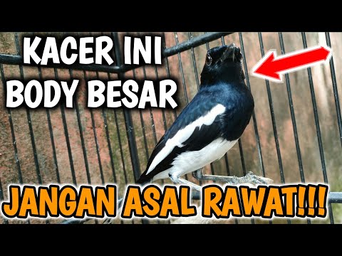 UNTUK MERAWAT KACER INI KITA HARUS KUAT MENTAL | KACER BODY BESAR KESEHATAN NO 1