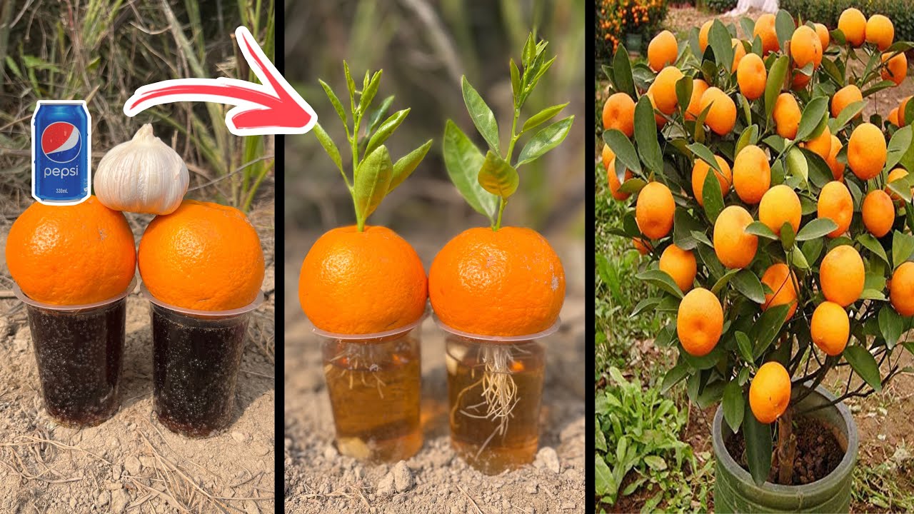 I Grew an Orange Tree from an Orange Fruit Using Garlic & Pepsi ...