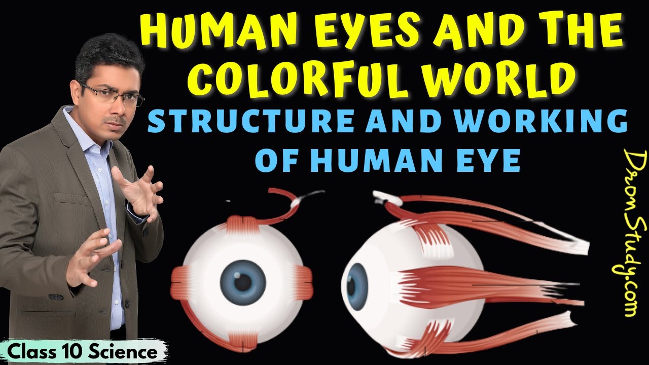 Human Eye | Structure and Working of Human Eye | Human Eye and the ...