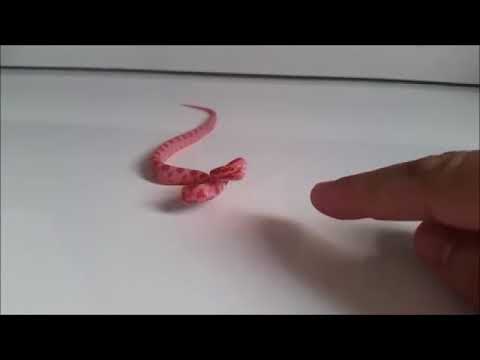 VAHŞİ YAVRU YILAN SALDIRISI