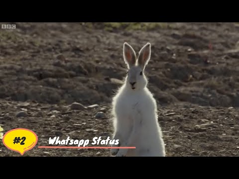 🔥 Bunny 🔥 | Whatsapp Statuslar | Duygusal Durum