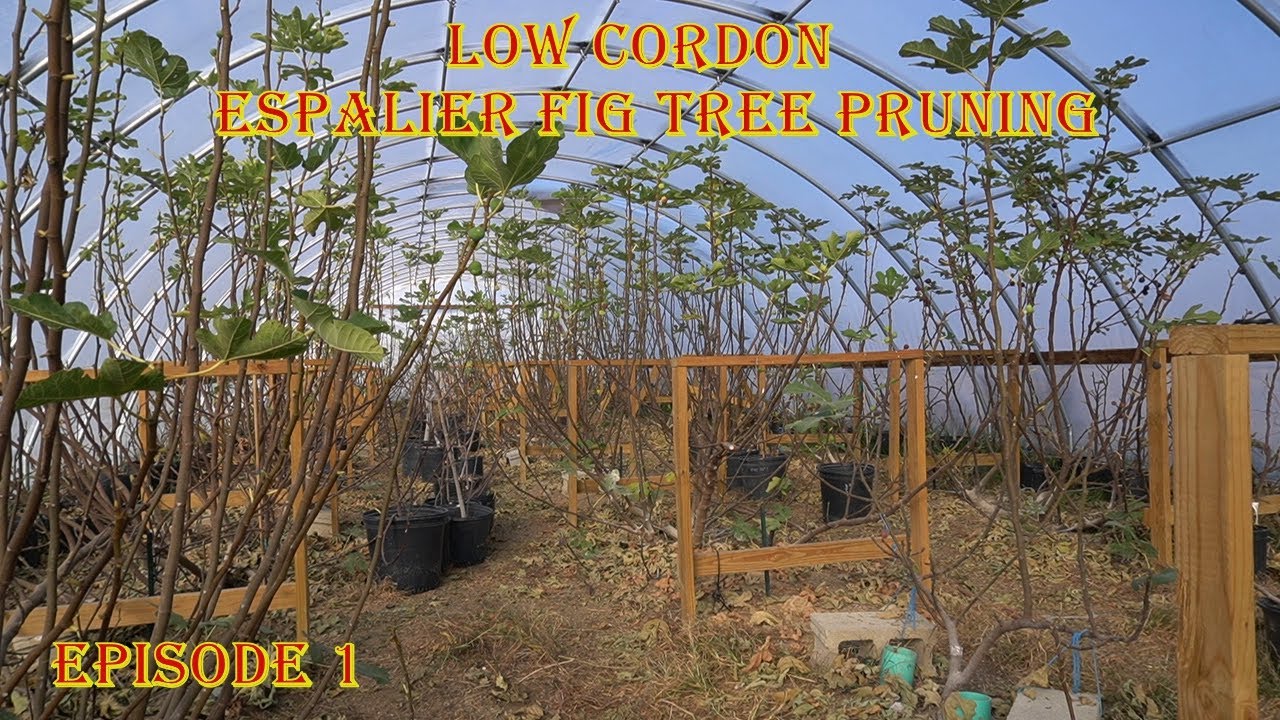 Low Cordon Espalier Fig Tree Pruning Episode 1 - YouTube