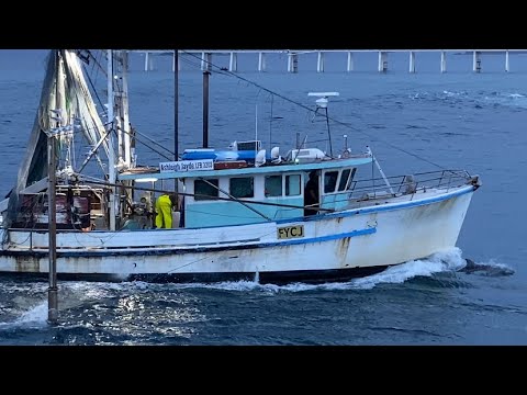 Dolphin Bow Riding a Prawn Trawler Crossing The Bar | Oceanescape - YouTube