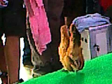 Maria ojawa Bugil dimeja