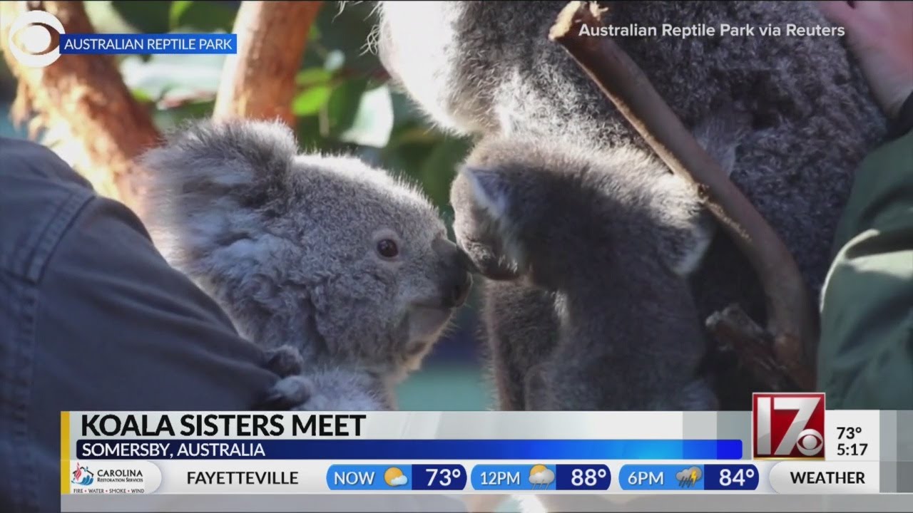 Koala sisters meet for the first time - YouTube