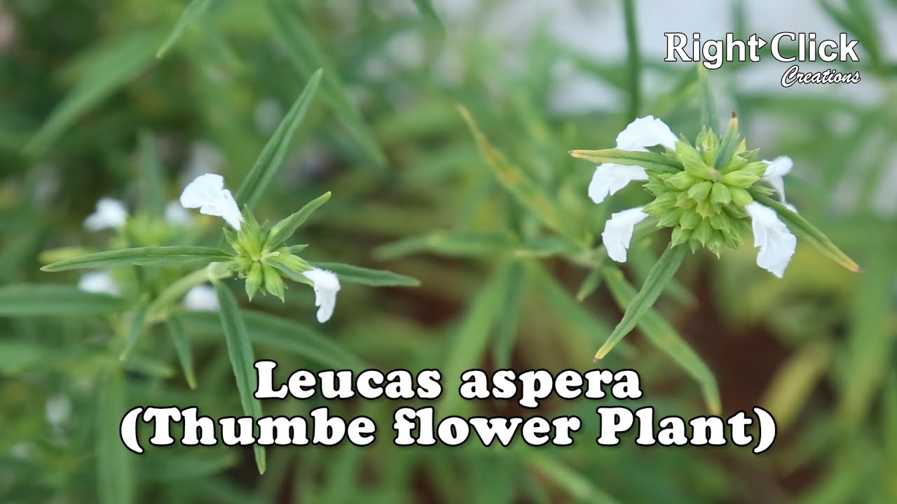 Leucas Aspera | Thumbai | Guma flower Plant | Thumbe Flower | Herb ...