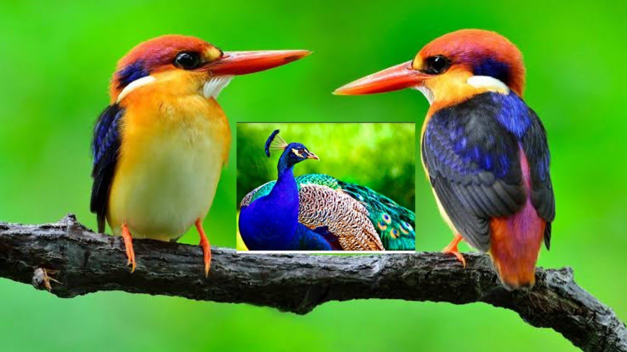 memory with nature || beautiful nature videos ||| some memorable moment ...