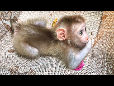 Daily life Of Adorable Baby Monkey Ella With Pet Cat | Daily Monkey ...