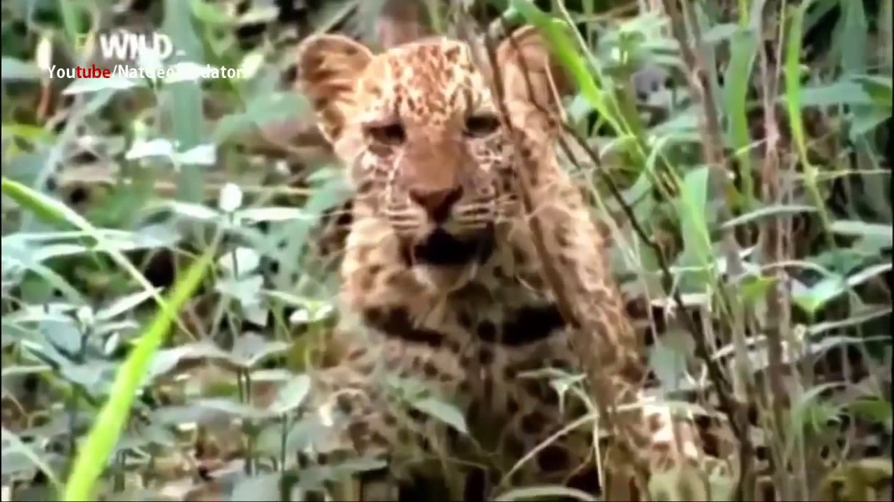wildlife documentary - The Leopards documentaries - Discovery channel ...